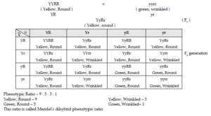 Notes Genetics ICSE Class 10 Biology Download PDF