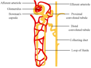 Notes Excretory System ICSE Class 10 Biology Download PDF