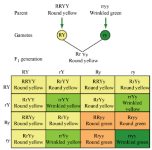 Notes Genetics ICSE Class 10 Biology Download PDF