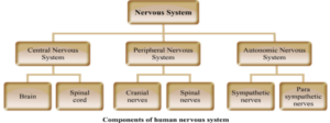 Notes Nervous System ICSE Class 10 Biology Download PDF