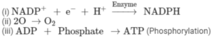Notes Photosynthesis ICSE Class 10 Biology Download PDF