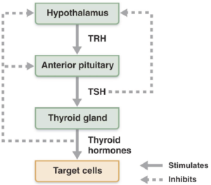Notes Endocrine System ICSE Class 10 Biology Download PDF