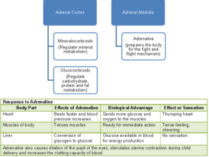Notes Endocrine System ICSE Class 10 Biology Download PDF