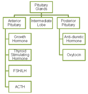 Notes Endocrine System ICSE Class 10 Biology Download PDF