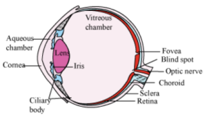Notes Sense Organs ICSE Class 10 Biology