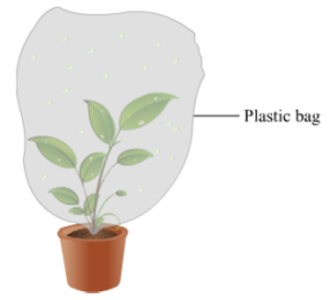 Notes Transpiration ICSE Class 10 Biology
