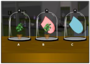Notes Transpiration ICSE Class 10 Biology