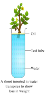Notes Transpiration ICSE Class 10 Biology