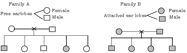 Genetics Some Basic Fundamentals ICSE Class 10 Biology Questions