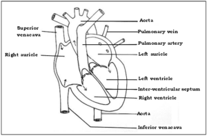 The Circulatory System ICSE Class 10 Biology Board Exam Questions
