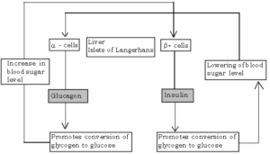 The Endocrine System ICSE Class 10 Biology Board Exam Questions