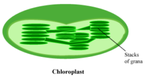 Notes Cell Cycle and Cell Division ICSE Class 10 Biology