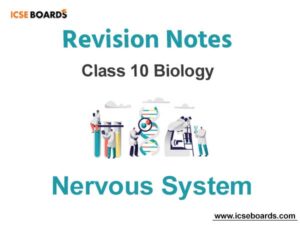 Notes Nervous System ICSE Class 10 Biology Download PDF