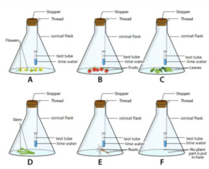 Selina ICSE Class 9 Biology Solutions Chapter 7 Respiration In Plants