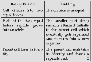 Reproduction in Organisms Questions Class 12 Biology